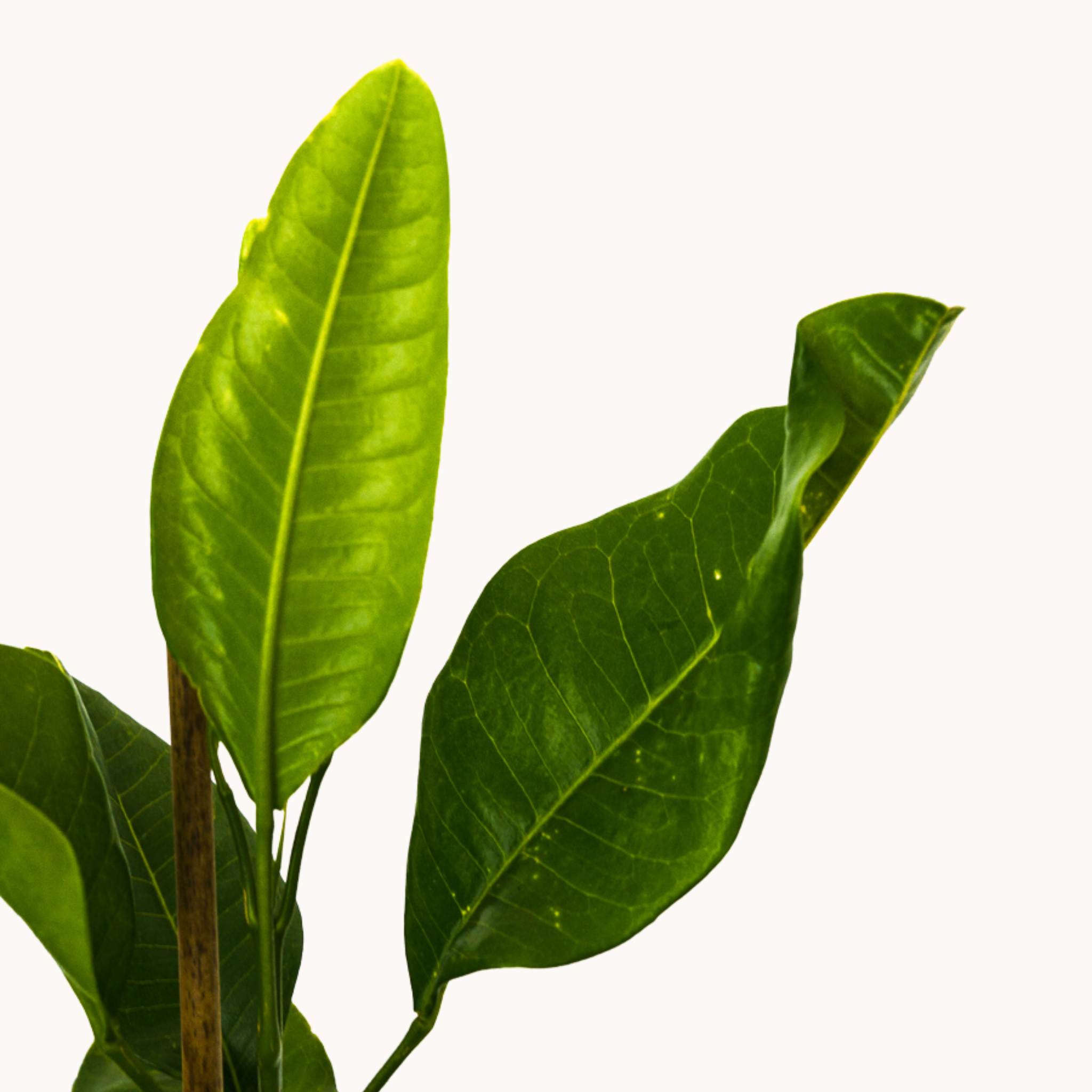 Plant Care Guides – Bush Harvest Co