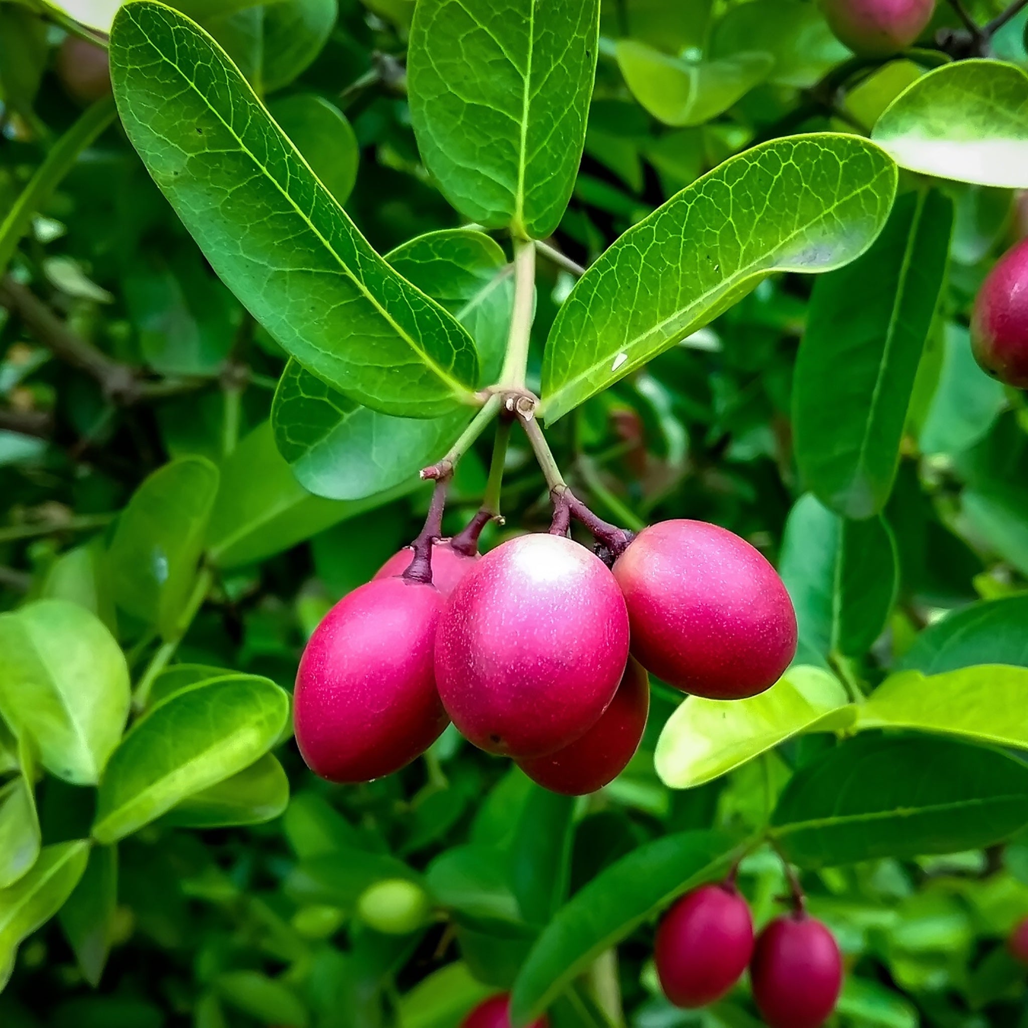 Plant Care Guides – Bush Harvest Co